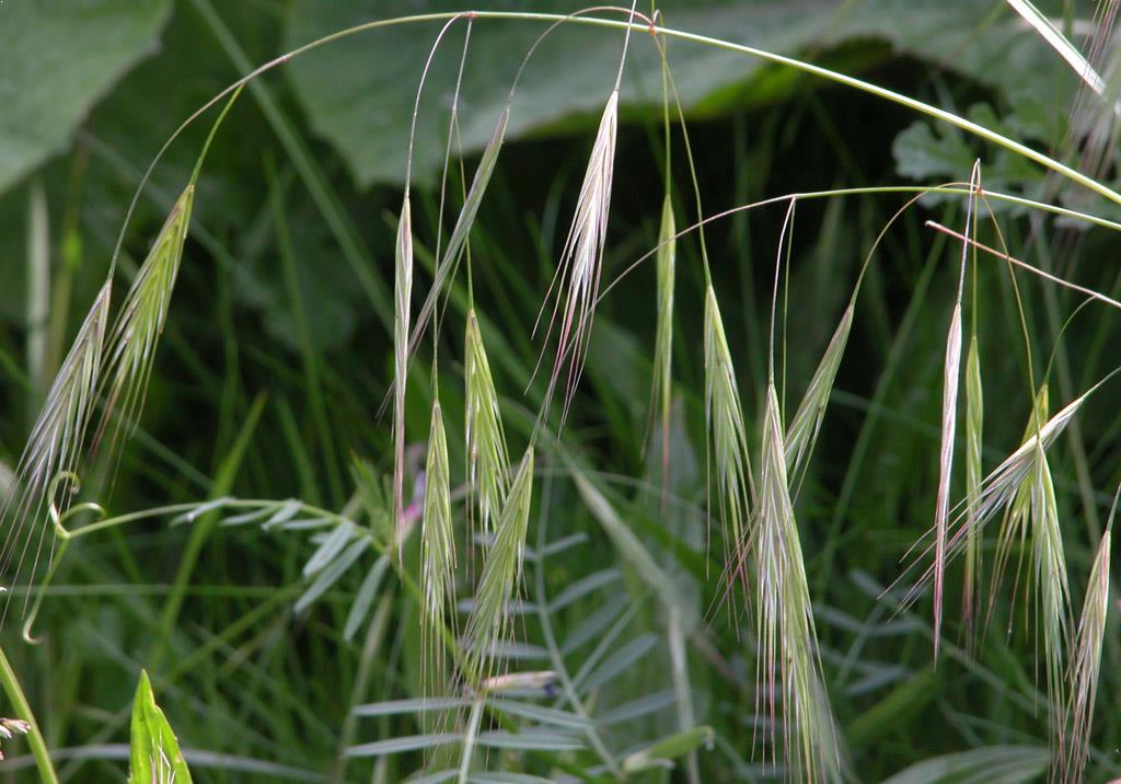 Brome stérile Graminées annuelles | Syngenta France