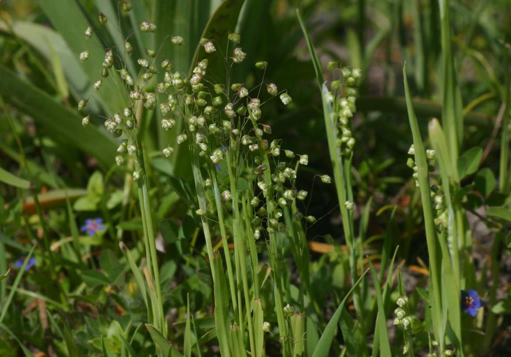 Petite Brize Graminées annuelles | Syngenta France