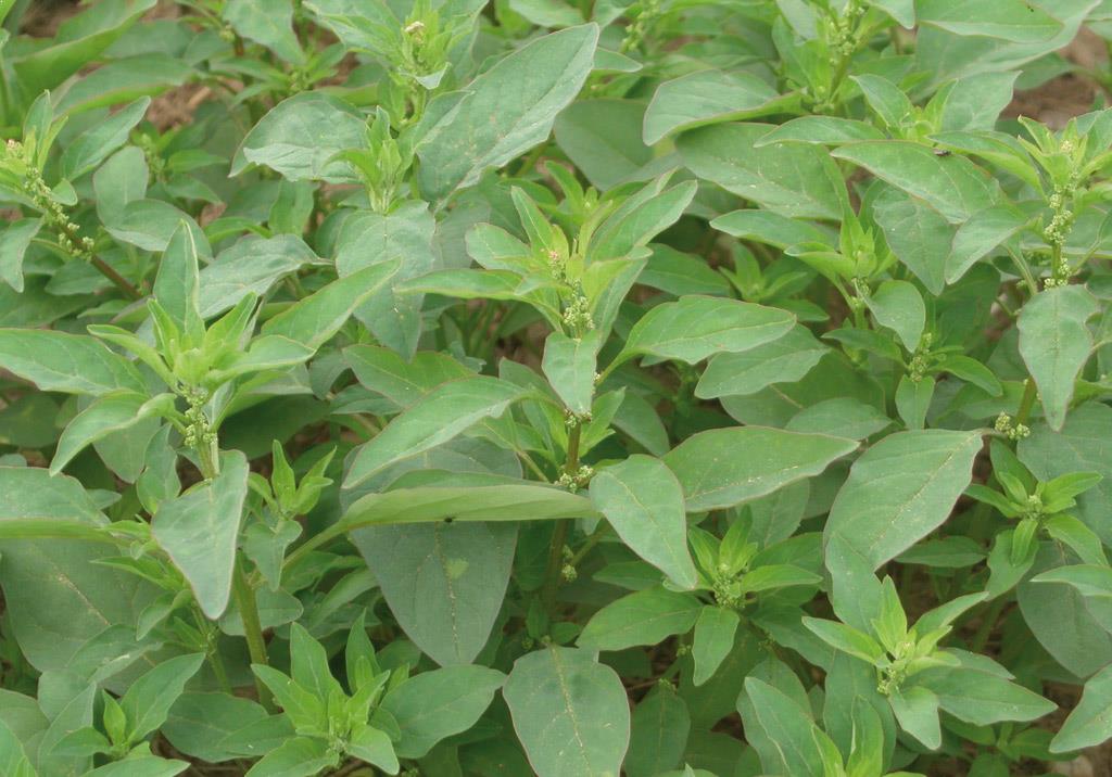Chénopode polysperme - Dicotylédones annuelles - Syngenta