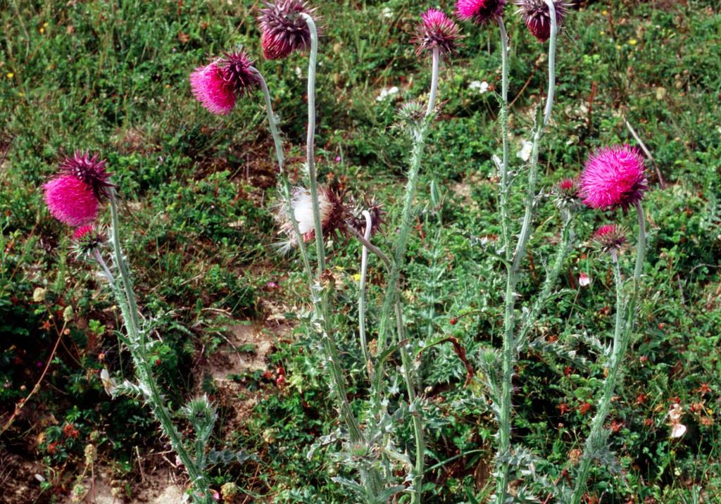Chardon penché - Dicotylédones annuelles - Syngenta