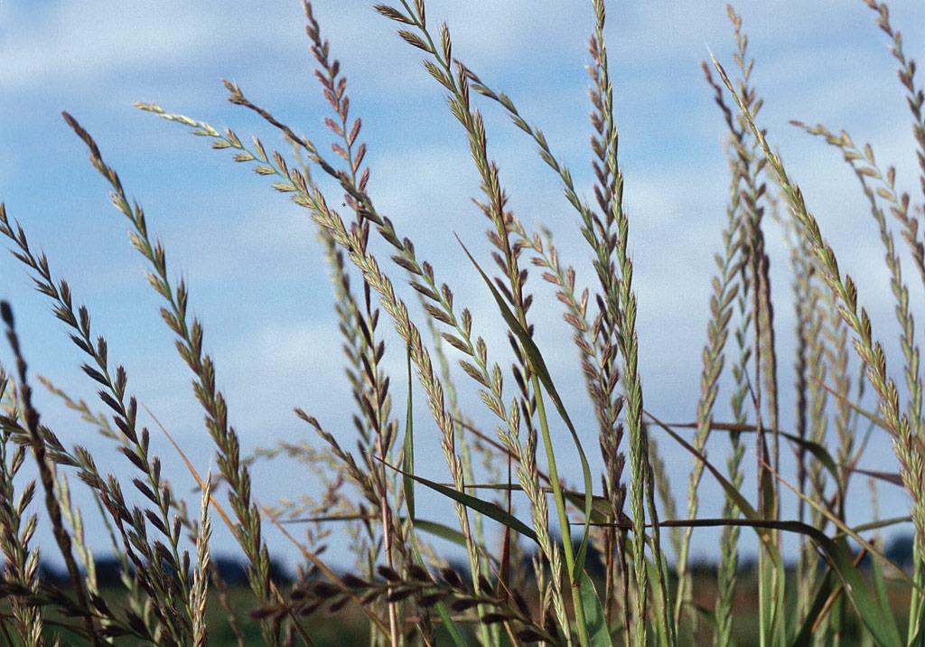 Ray grass anglais Graminées annuelles | Syngenta France