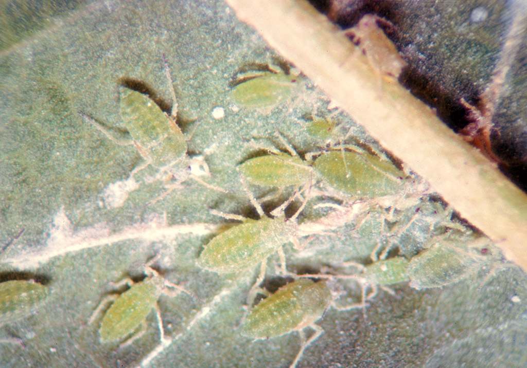 Pucerons farineux - Ravageurs - Syngenta