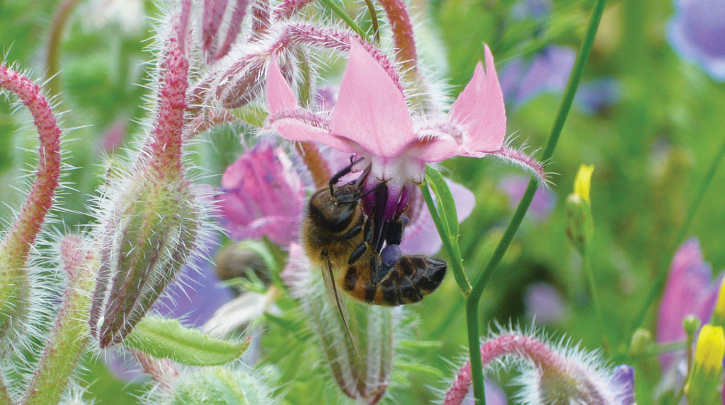 Distinguer les insectes volants - Abeilles - Frelons - Syngenta