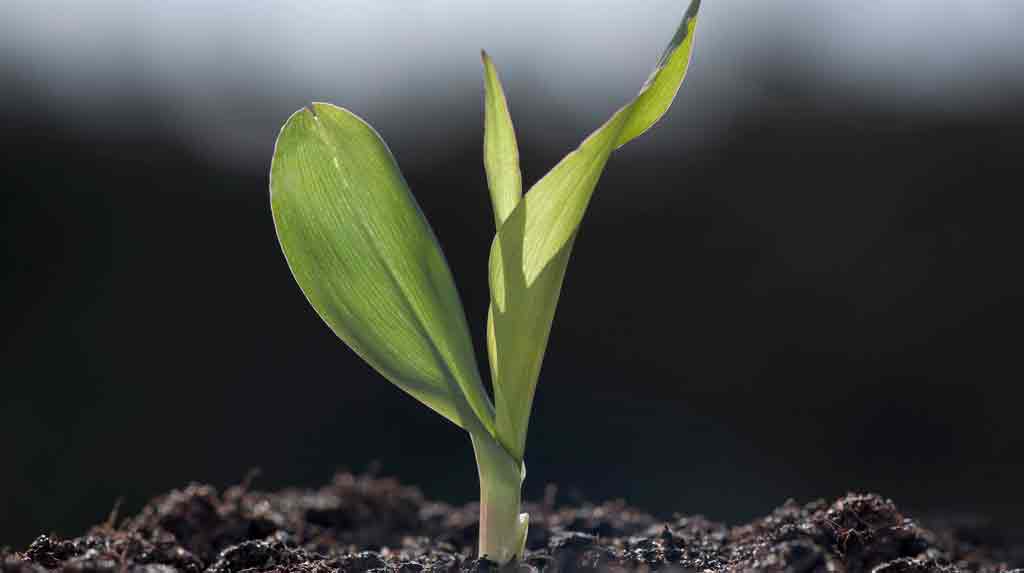 Protection de semences maïs - Influx Quattro - Syngenta