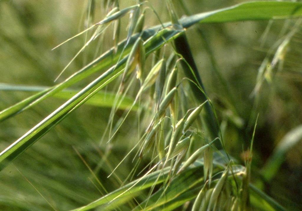 Folle avoine Graminées annuelles | Syngenta France
