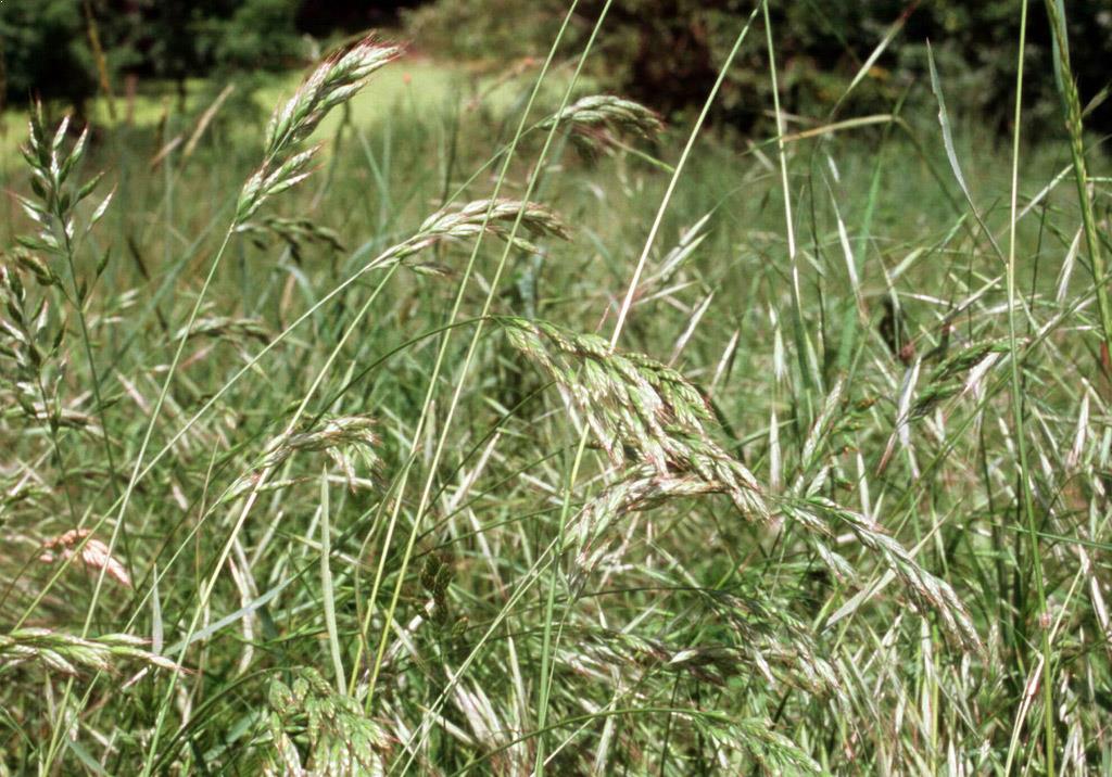 Brome mou Graminées annuelles | Syngenta France