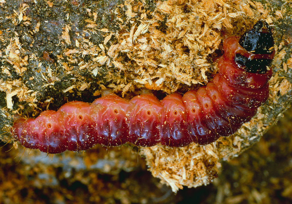 Cossus gâte-bois Ravageurs | Syngenta France