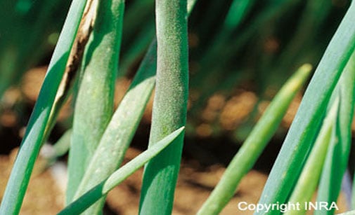 Mildiou de l'oignon Maladies | Syngenta France