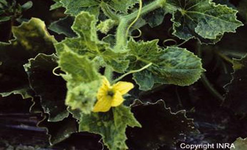 Mosaïque du concombre Maladies | Syngenta France