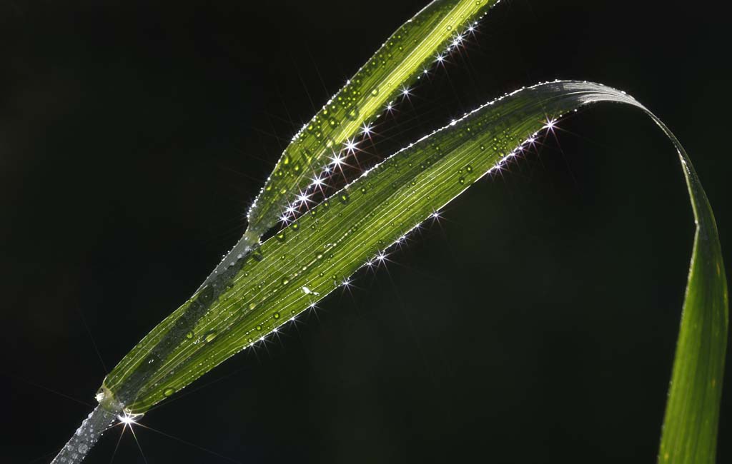 Elatus Era : la Protection Fongicide Responsable - Syngenta