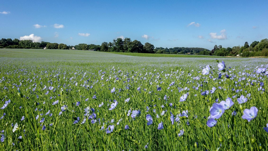Homologation d'AQUICINE® Duo sur le lin textile - Syngenta